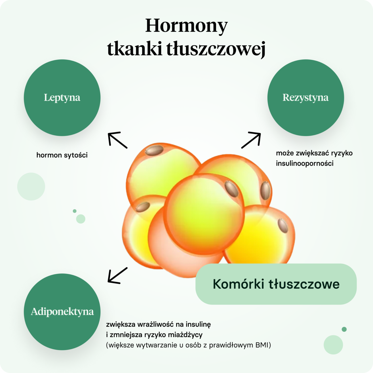 Lipoliza i lipogeneza. Jak wygląda spalanie tłuszczu? - Blog Centrum Respo